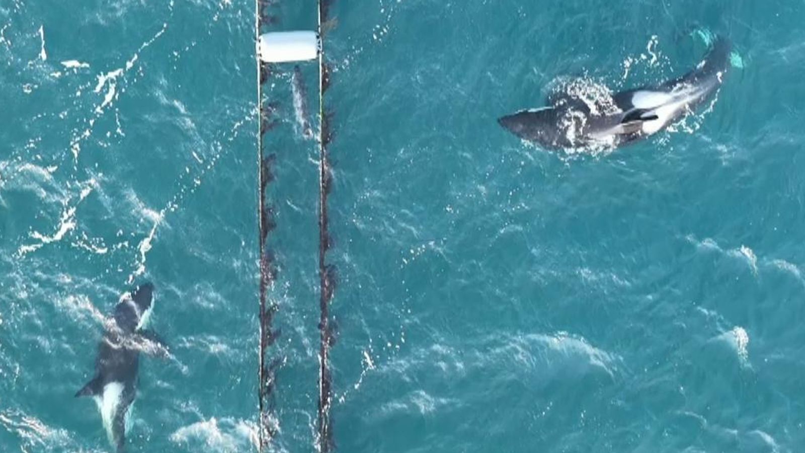 Moment seal escapes being eaten by killer whales by hiding in mussel ...