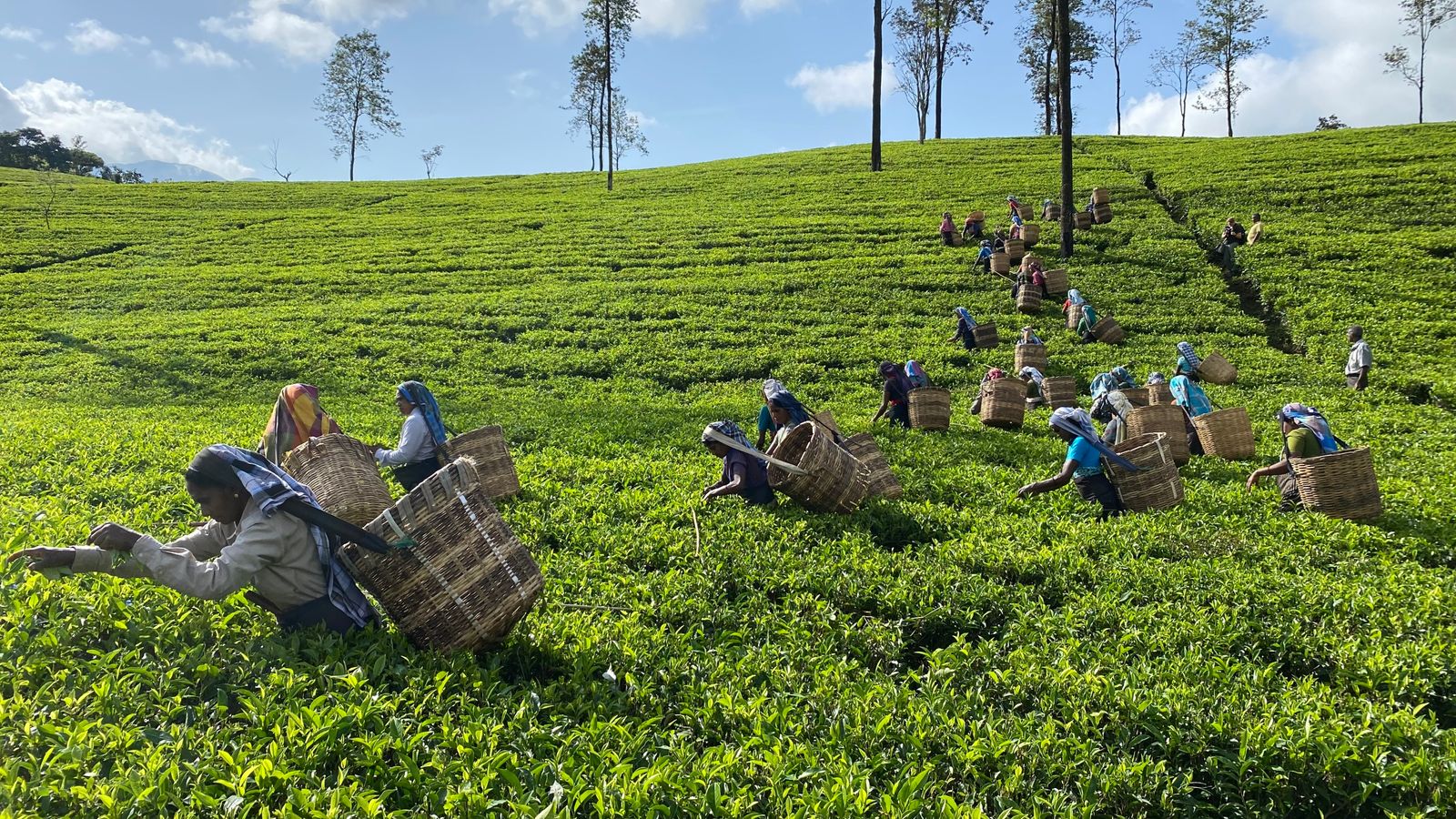 Sri Lanka's tea industry has survived world wars and global depressions ...