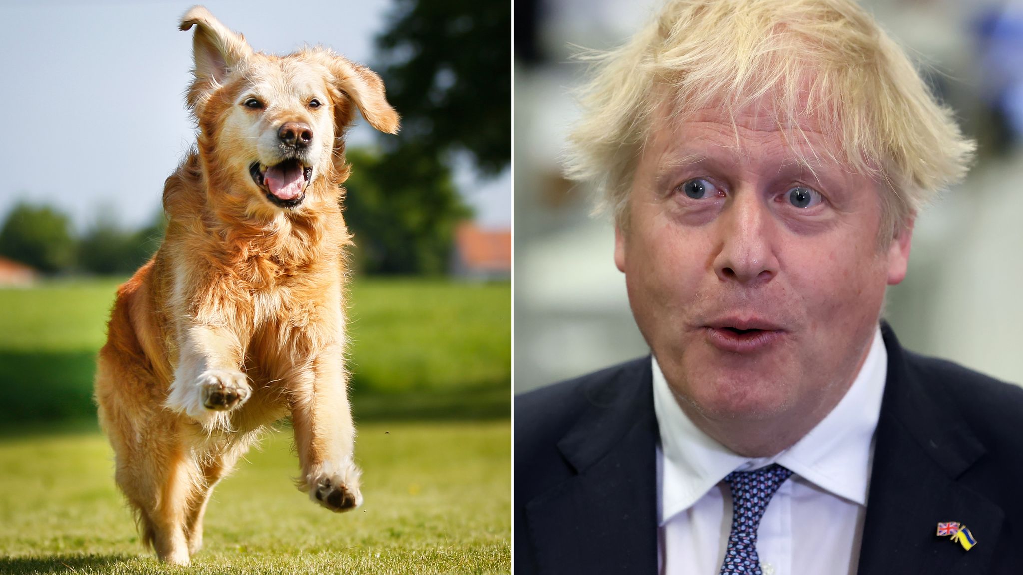 Boris Johnson like a 'great unruly golden retriever, howling for ...