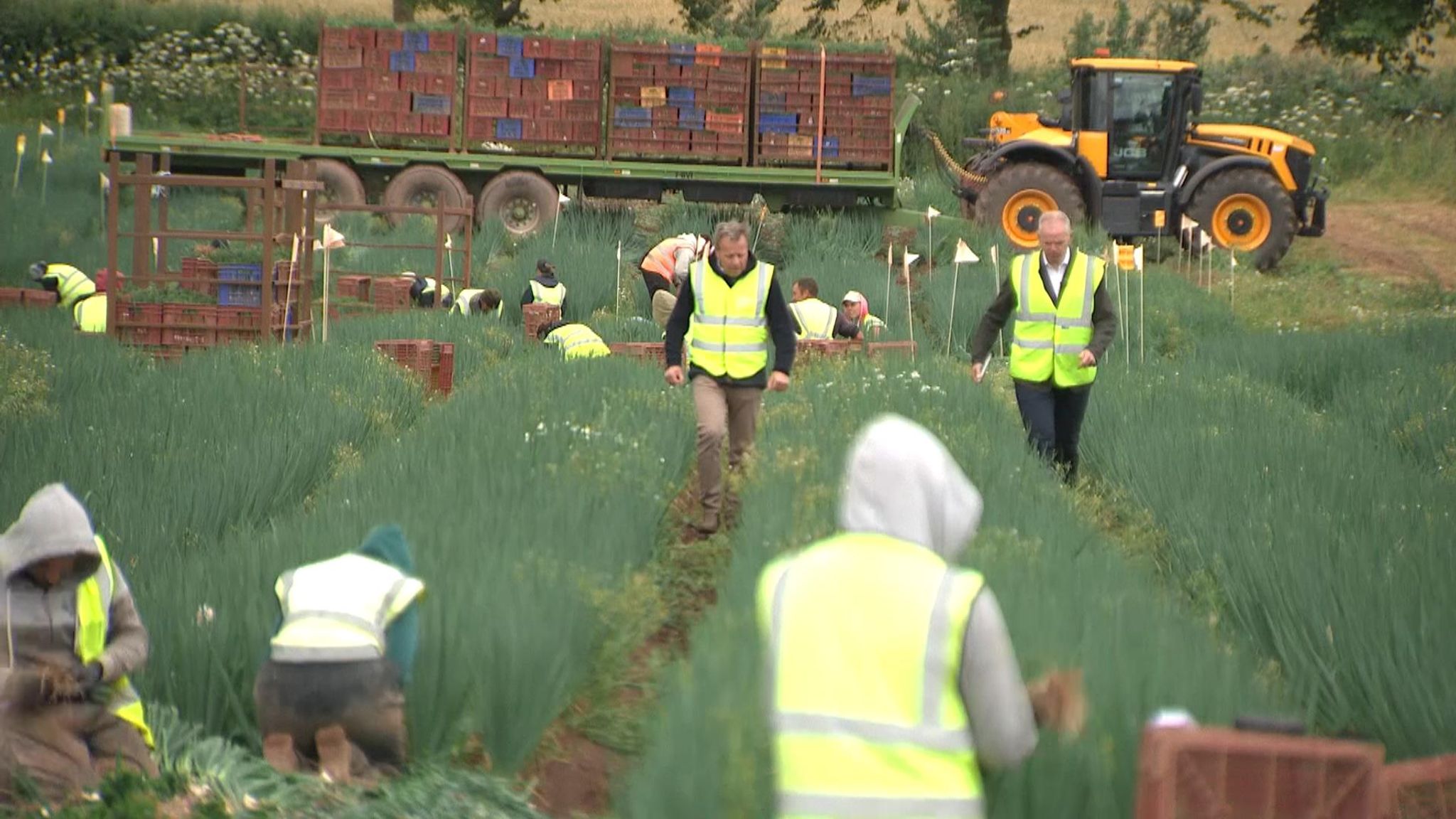 Labour shortages leave tonnes of food unpicked on British farms | Money ...