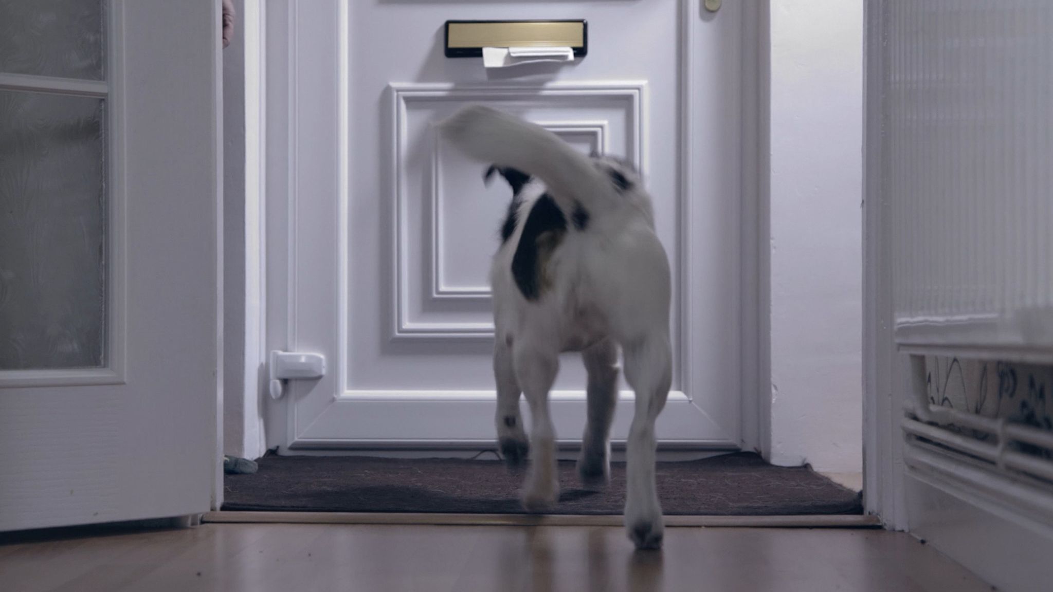Postal workers suffered more than 1,600 dog attacks in the last year ...