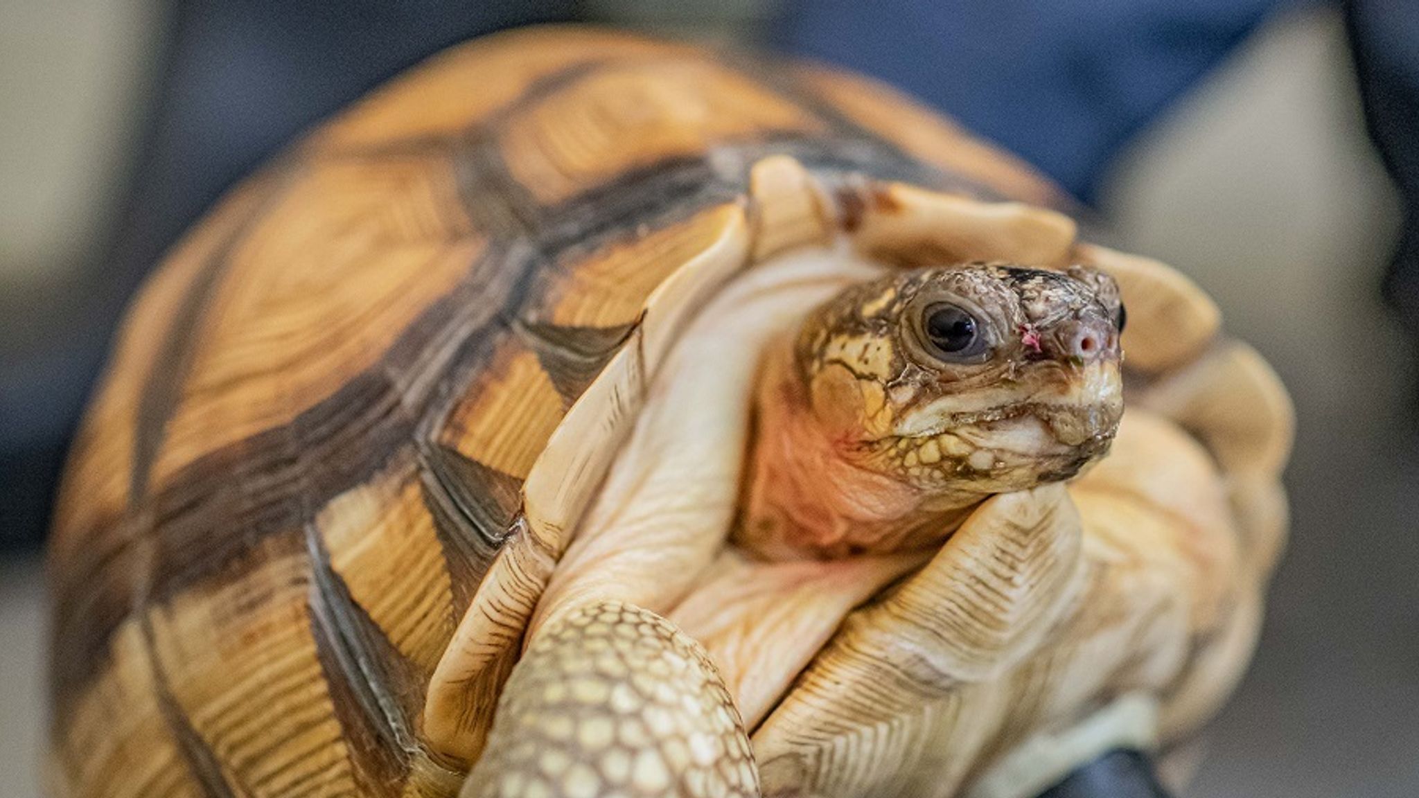 Three-legged tortoise called Hope who gets around on wheels could help ...