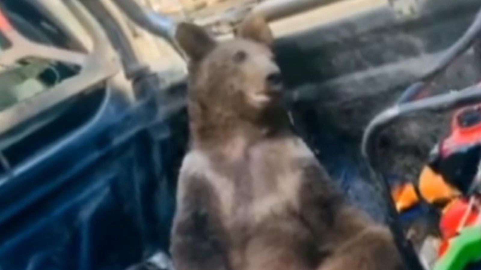 'Mad honey' ingesting bear released after recovering from natural ...