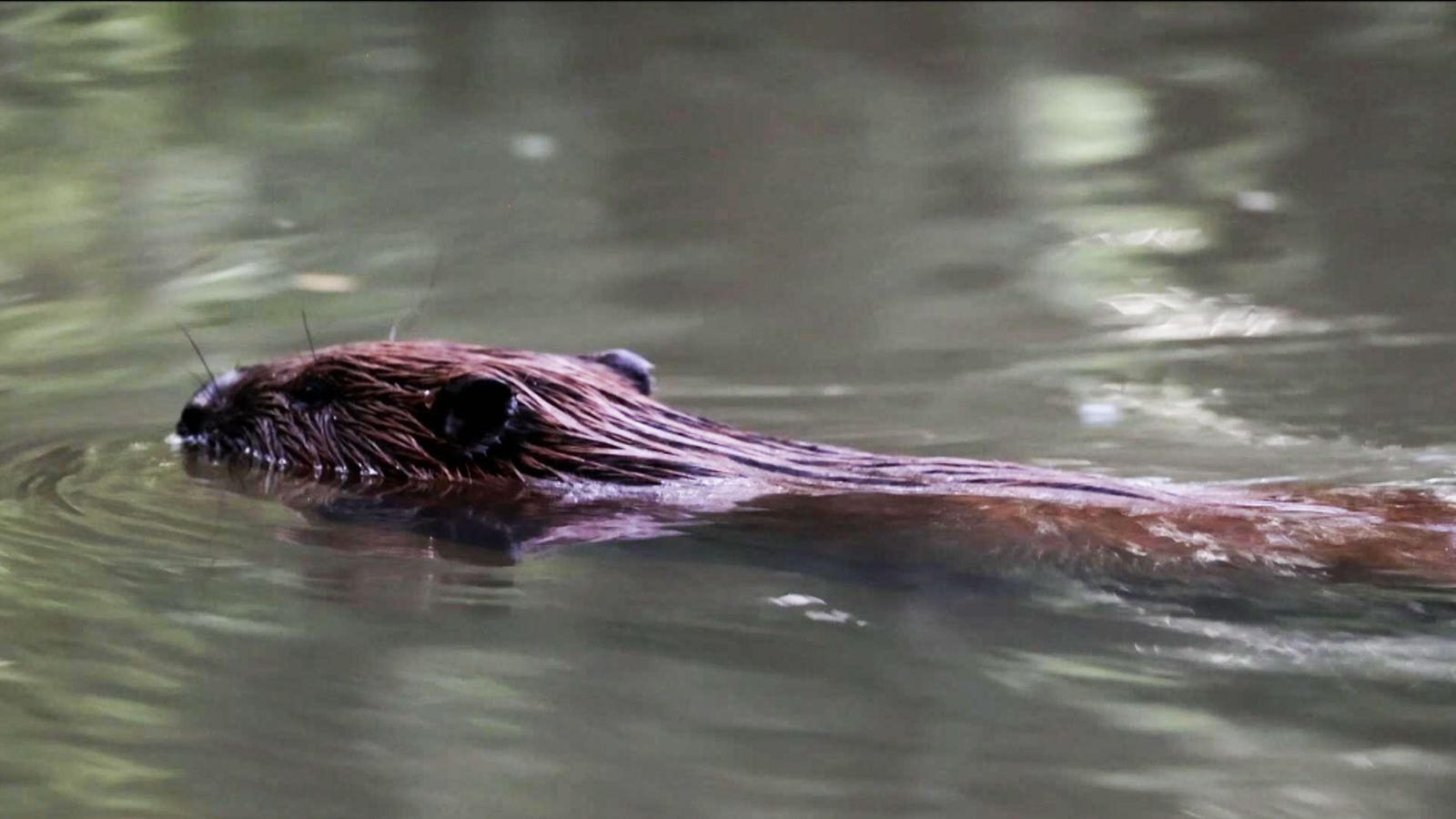 How beavers are boosting river health | News UK Video News | Sky News
