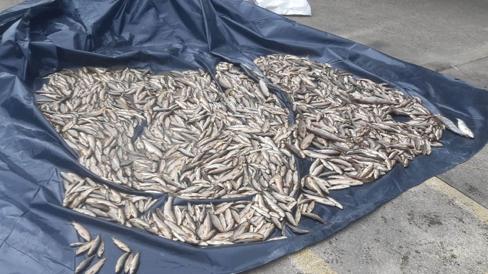 Investigation under way after 2,250 fish found dead in river in Ireland ...