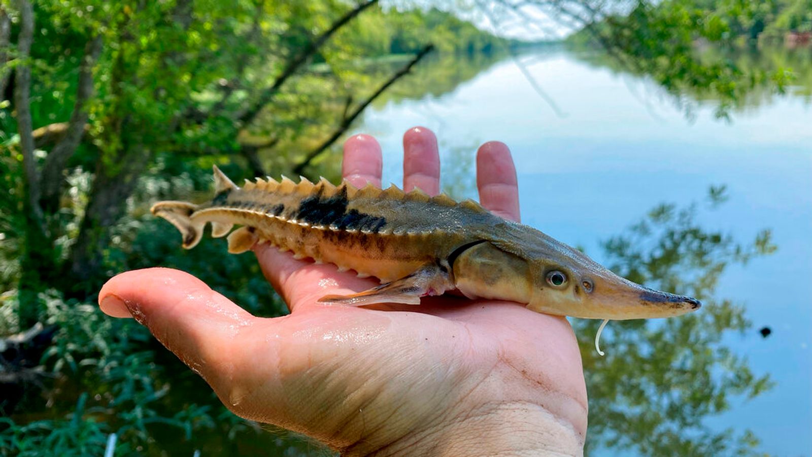 Prehistoric sturgeon fish set to spawn in Georgia for first time in 50 ...
