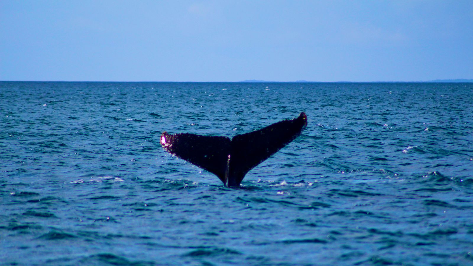 How a humpback whale superhighway is offering warnings about climate ...