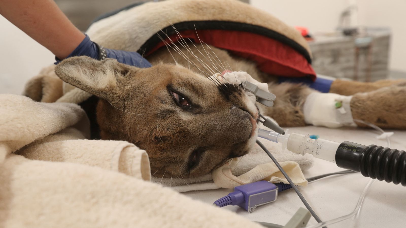 Mountain lion shot by police after going on the run in US dies in ...