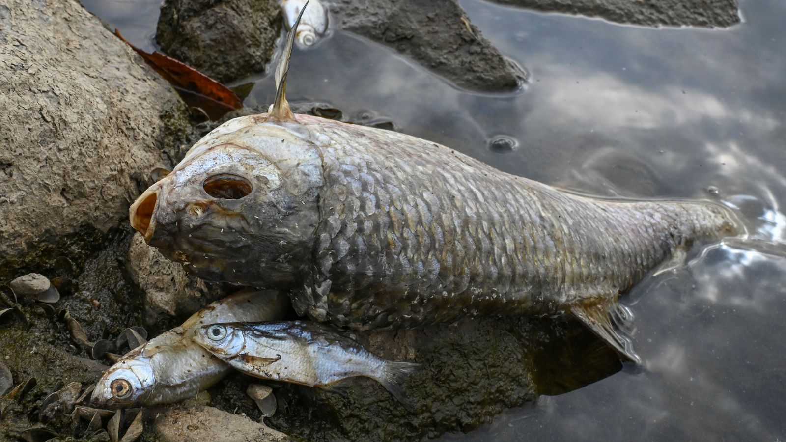 Mystery over mass fish die-off | World News | Sky News