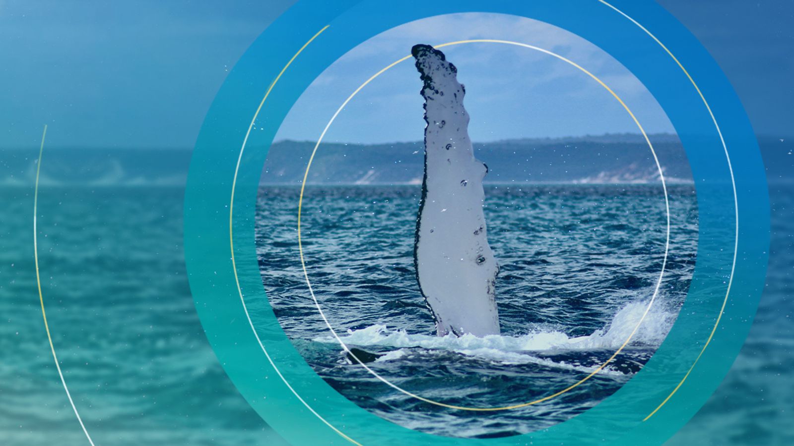 How a humpback whale superhighway is offering warnings about climate ...