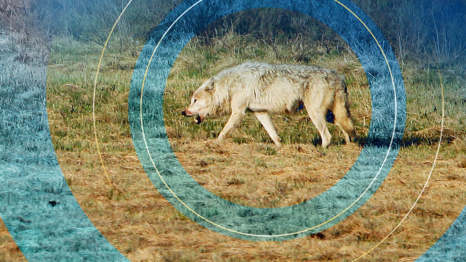 Scientists propose rewilding the American West by reintroducing grey ...