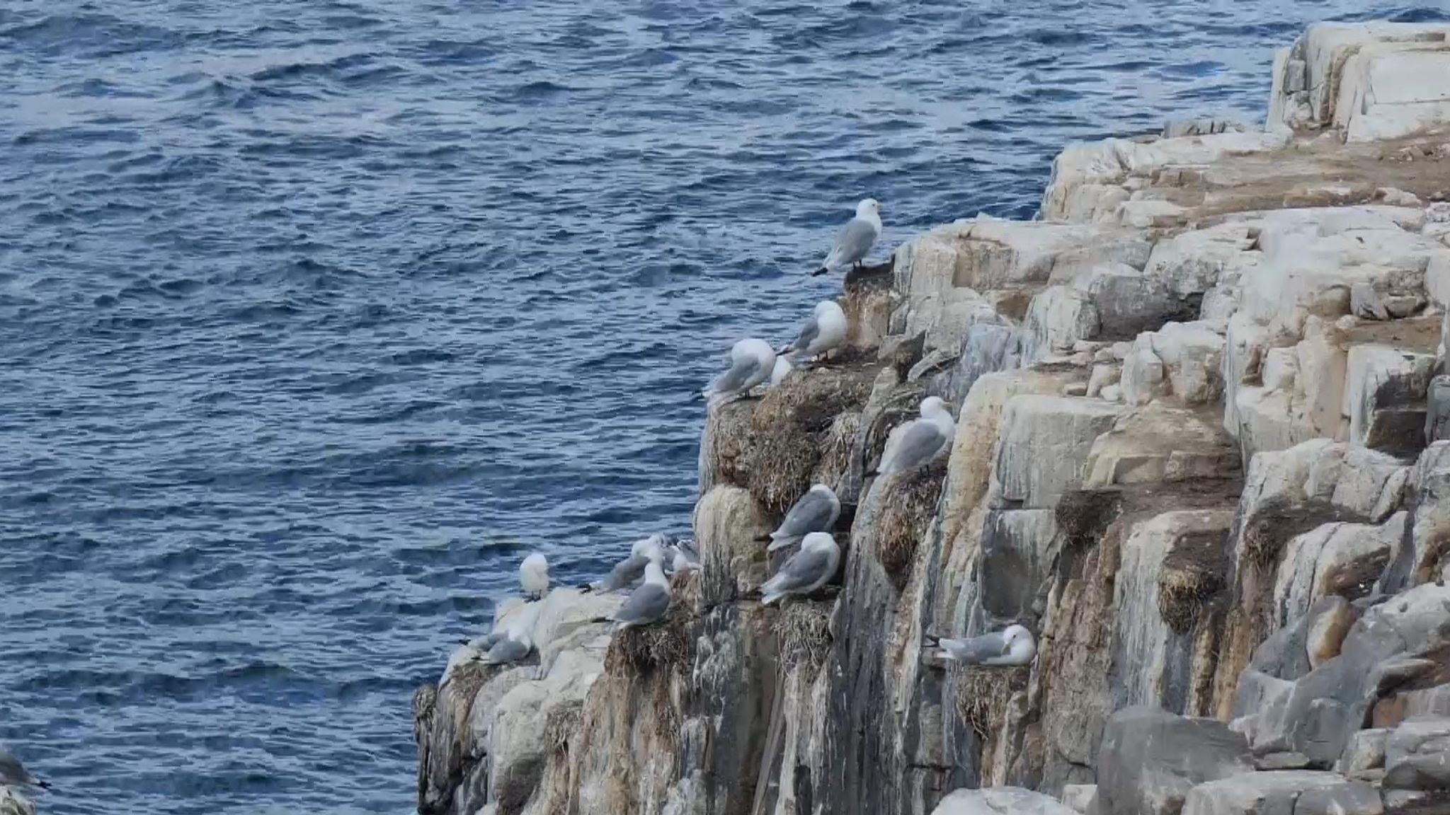 Bird flu found in nine otters and foxes since 2021 | UK News | Sky News