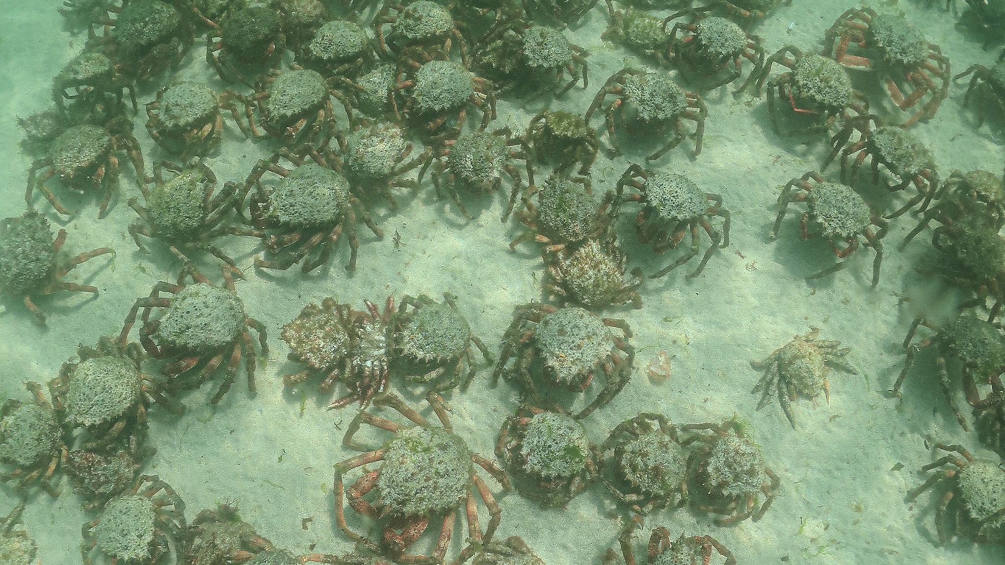 Thousands of crabs swarm St Ives beaches as sea temperatures rise | UK ...