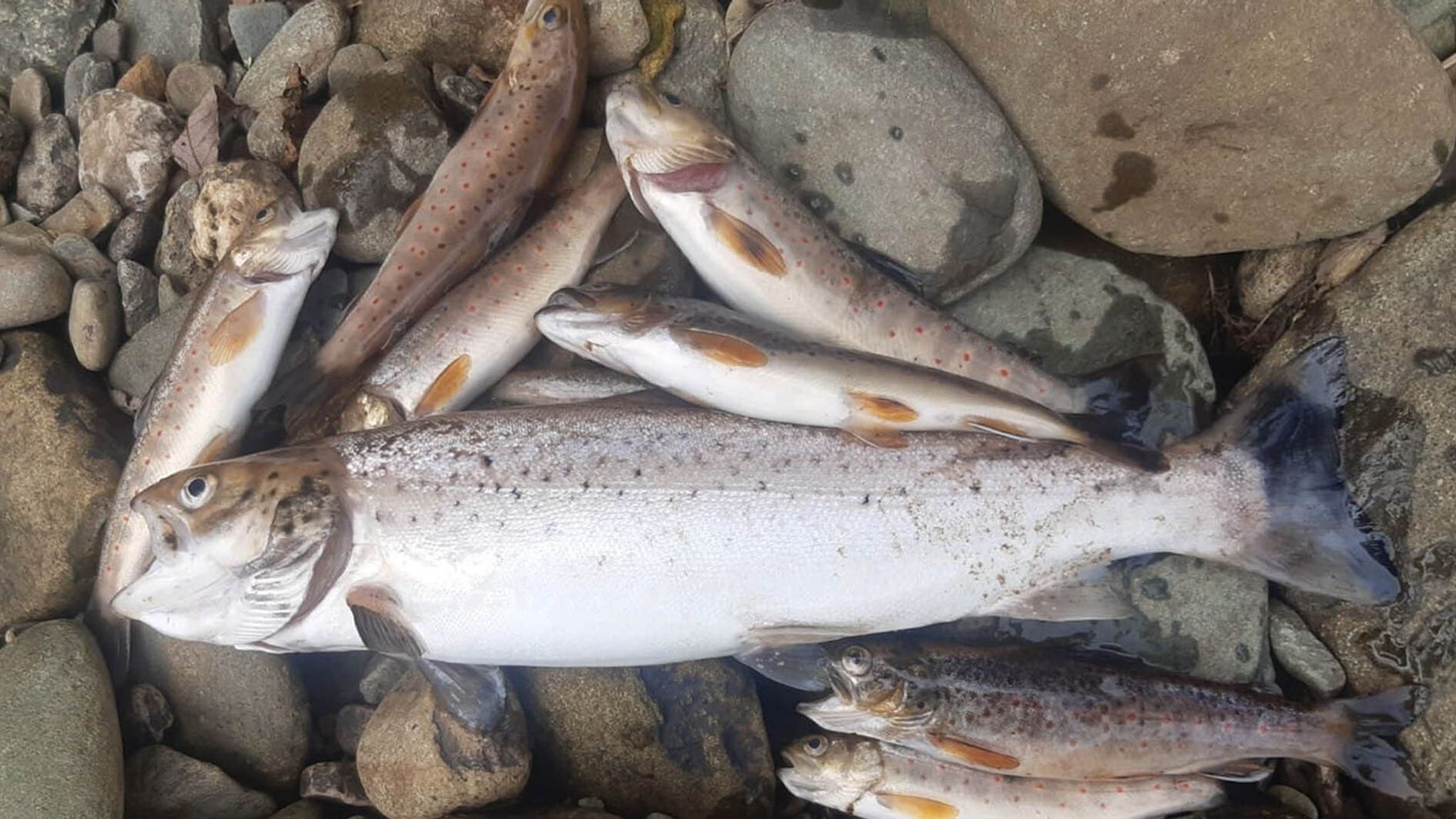 Investigation under way after 2,250 fish found dead in river in Ireland ...