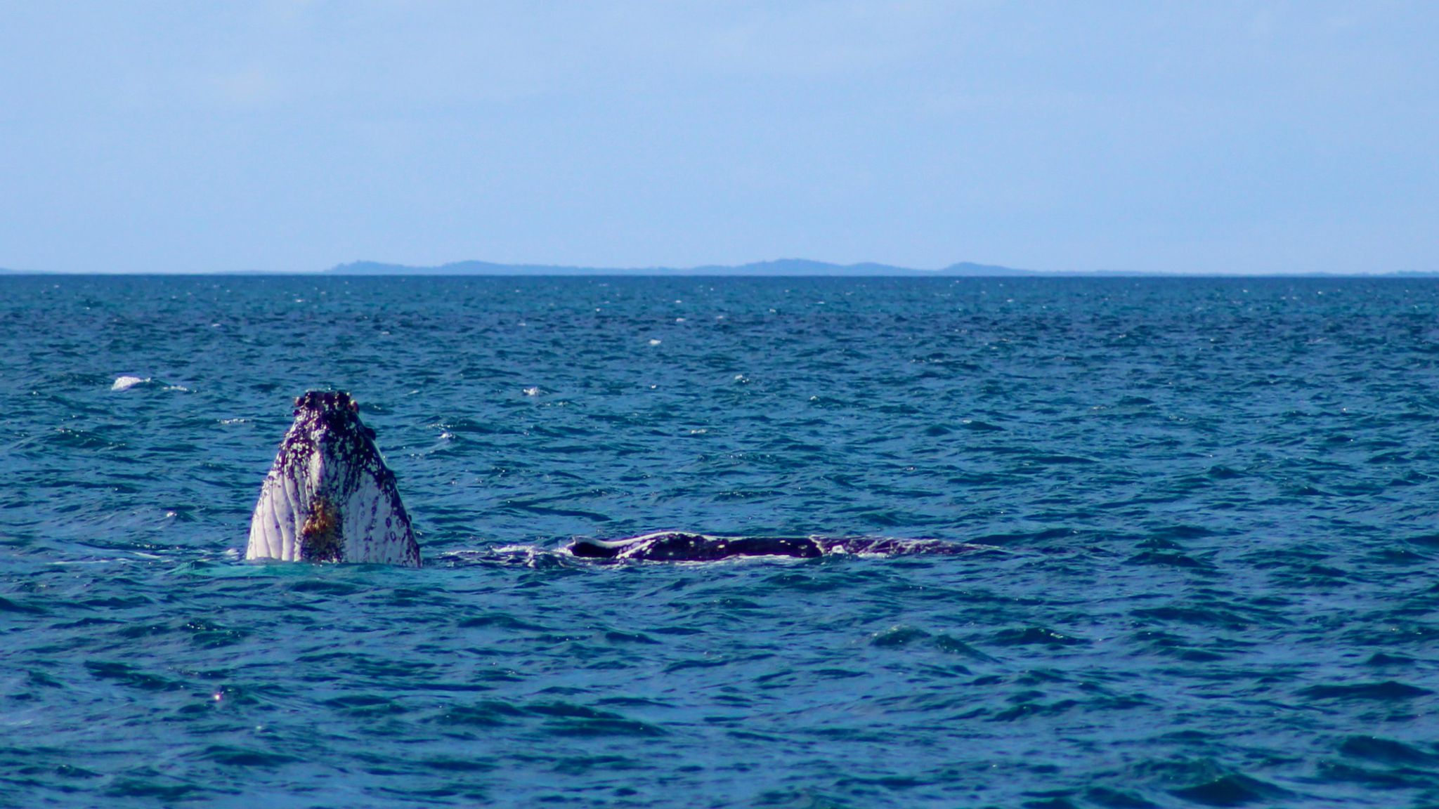 How a humpback whale superhighway is offering warnings about climate ...