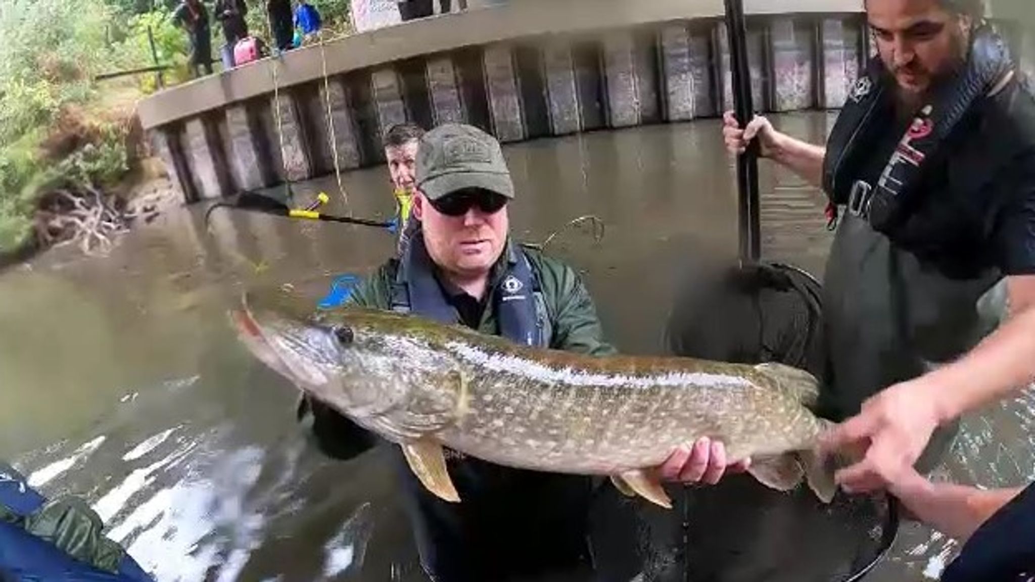 River fish being moved in struggle to survive low water levels | UK ...