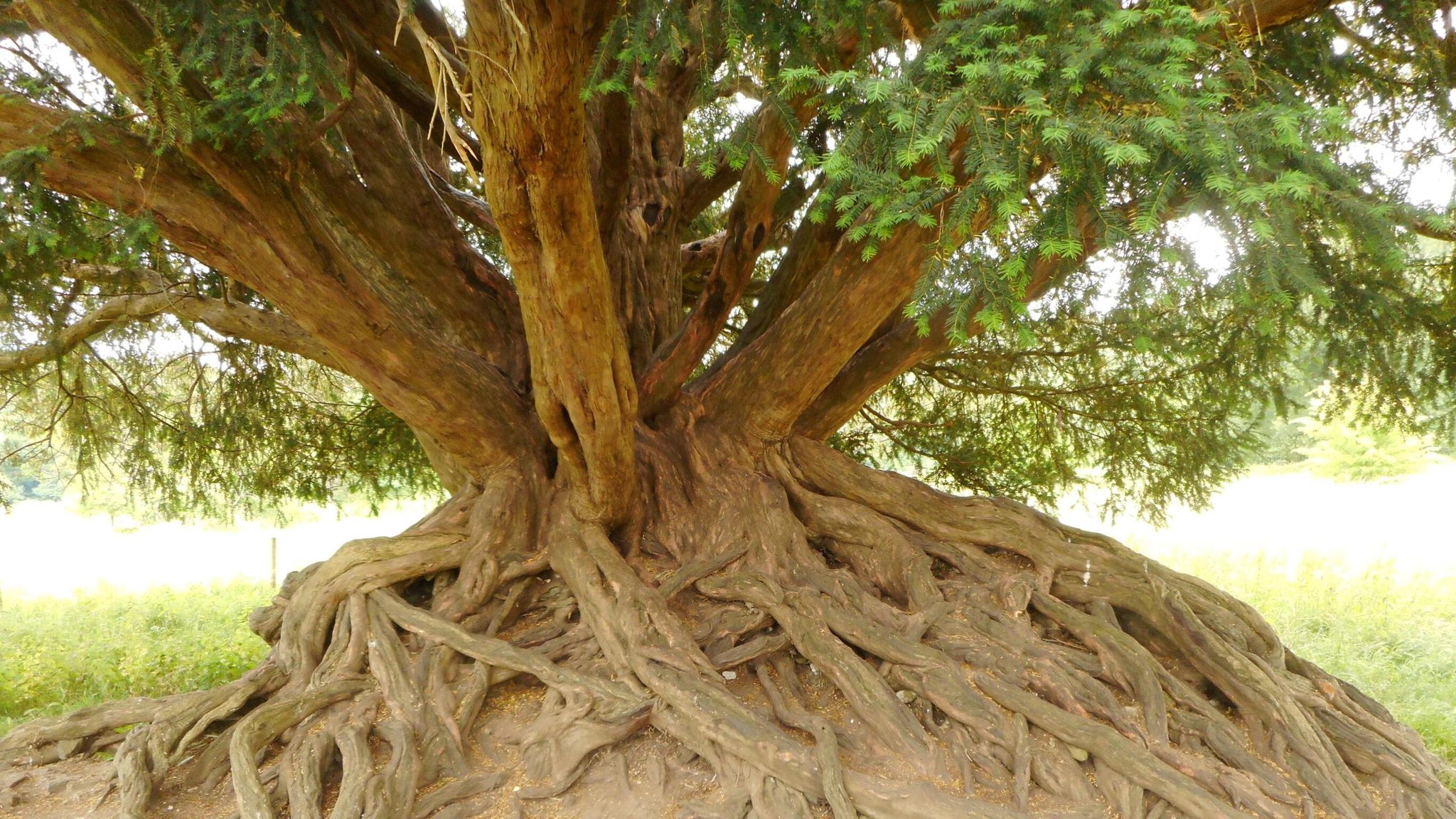 Ancient and valuable trees should get heritage status, urges Woodland ...