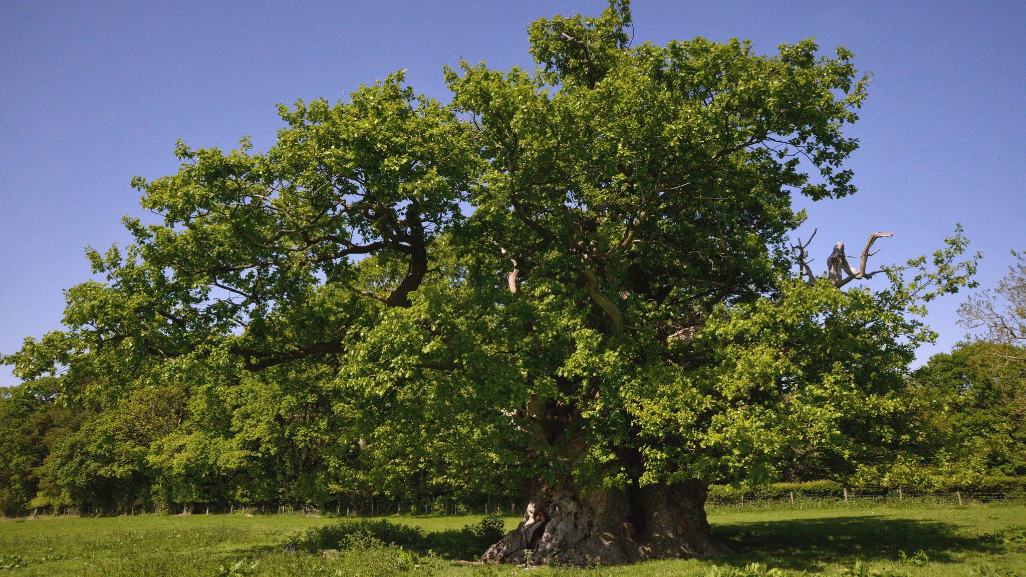 Ancient and valuable trees should get heritage status, urges Woodland ...