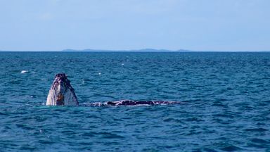 How a humpback whale superhighway is offering warnings about climate ...