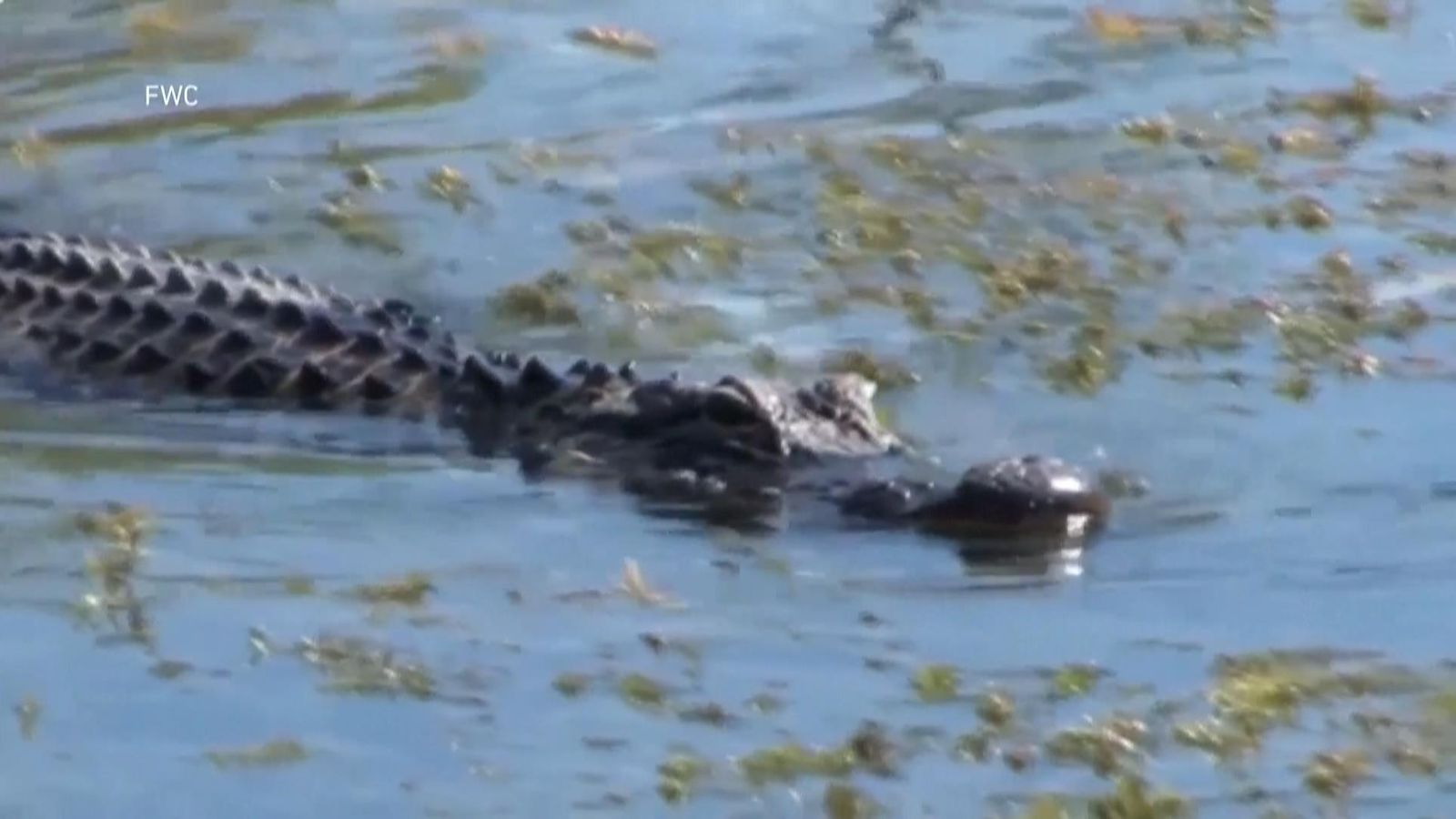 Florida man had arm bitten off in alligator attack before getting lost ...