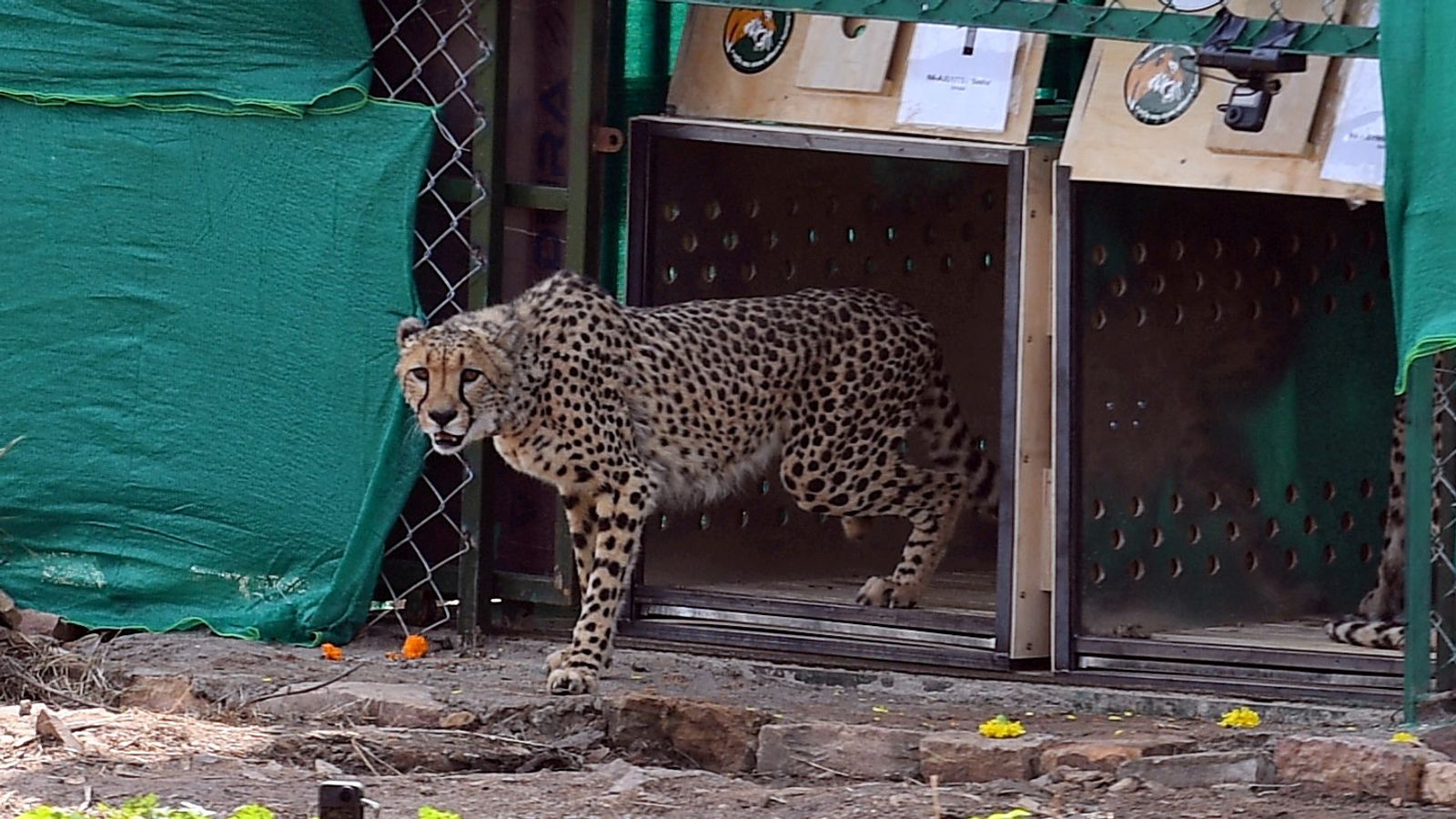 Cheetah returns to India 70 years after being declared extinct - UAE ...