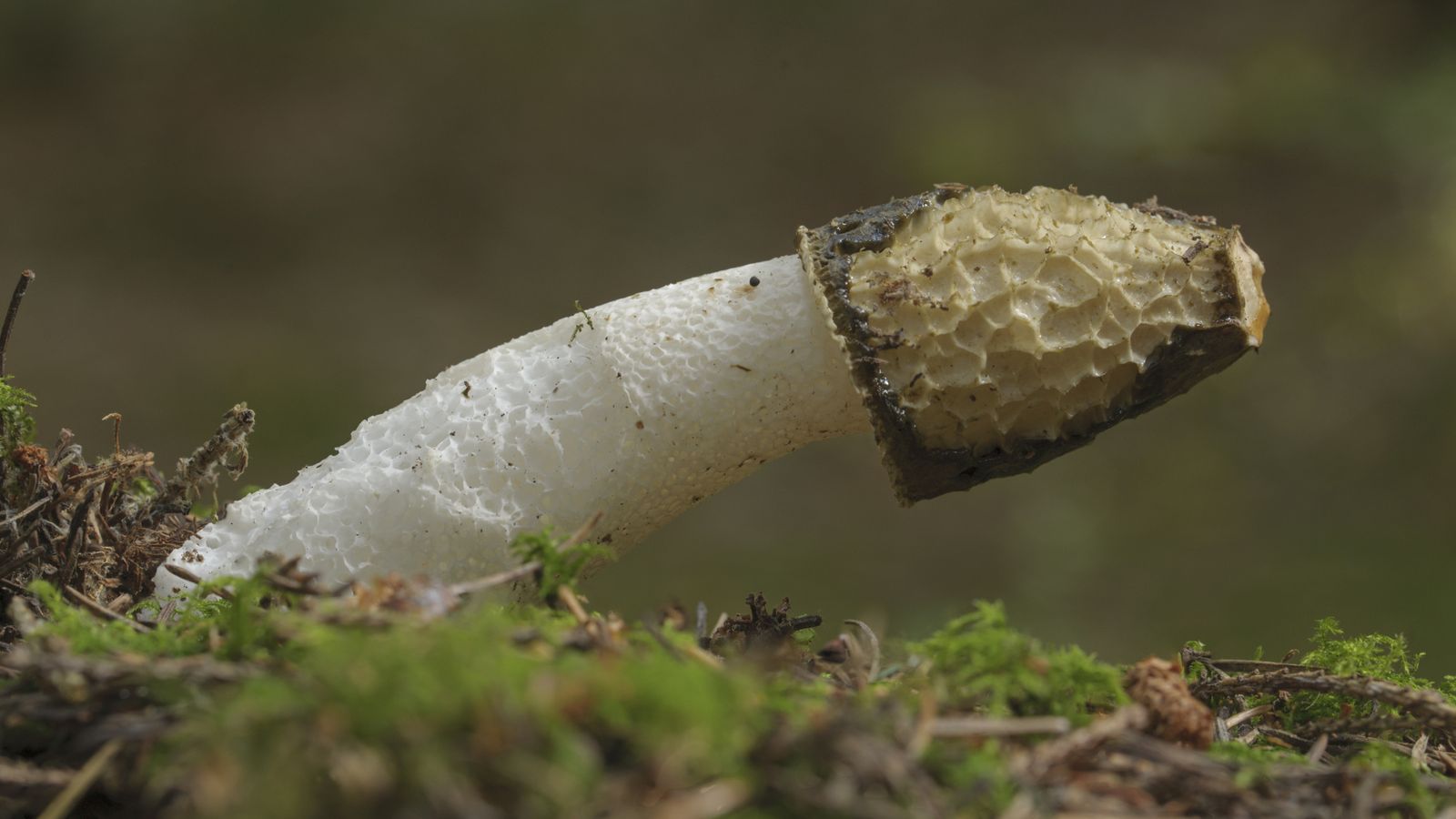Britain's bizarre and wonderful woodland nature including a Phallus ...