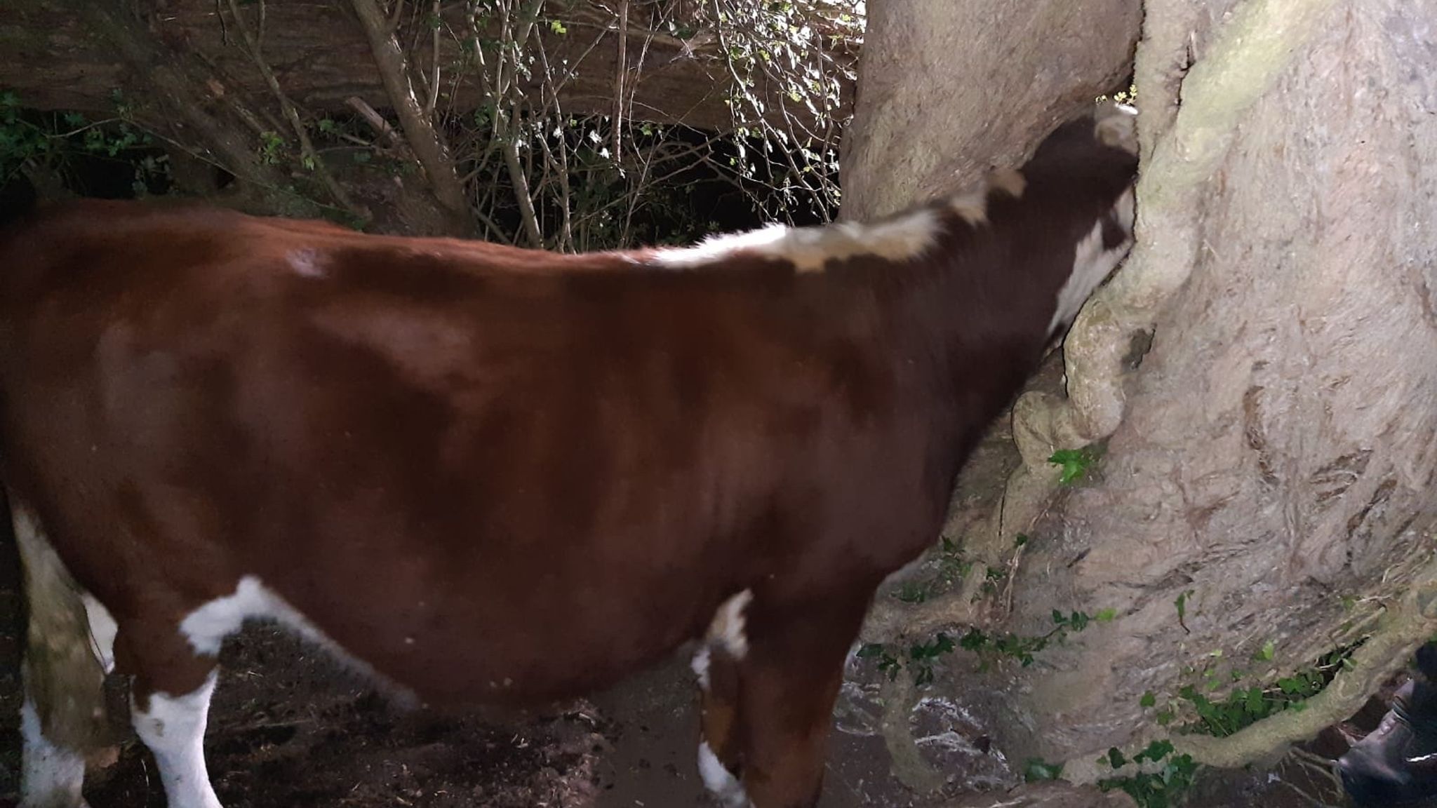 'Udderly ridiculous': Firefighters spend three hours re-mooving cow ...
