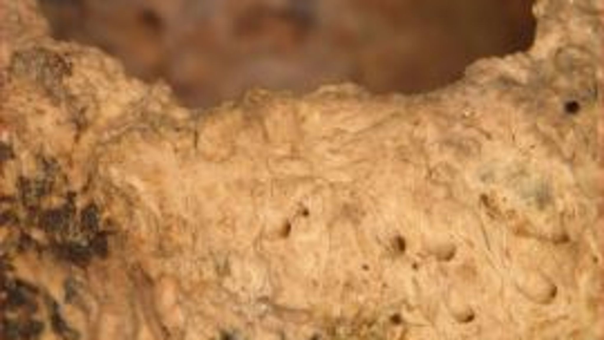 Stone Age human skeleton in Borneo provides evidence of earliest known ...