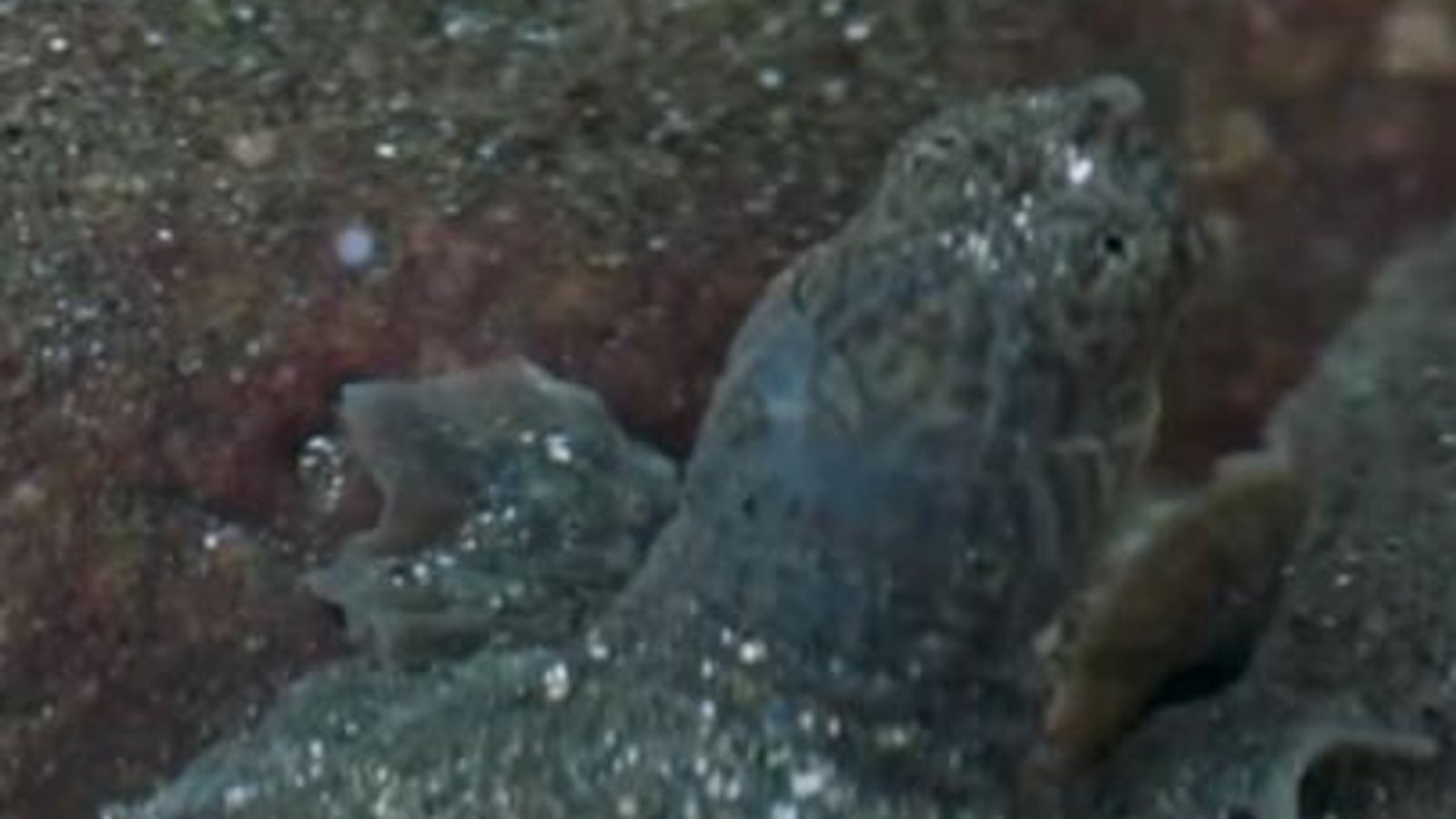 Officials wait 20 years for rare turtle species to breed | News UK ...