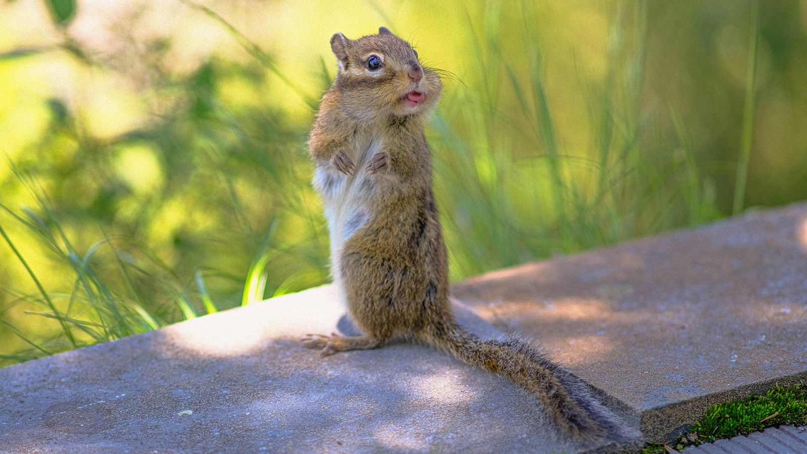 Sassy penguins, thoughtful bears and less-than-impressed lions: The ...