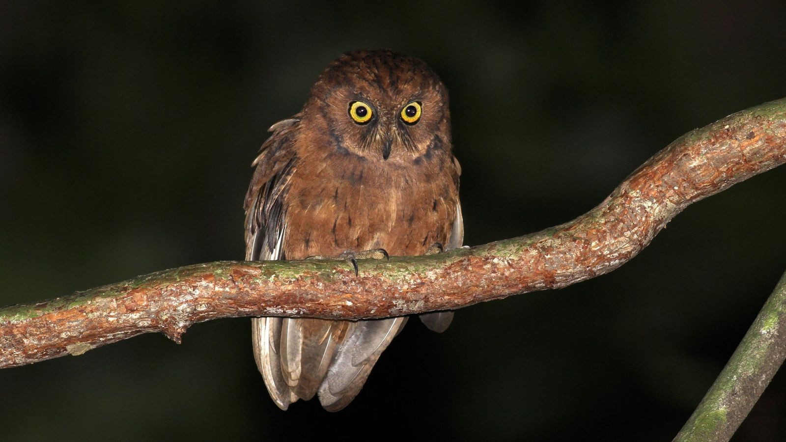 New species of owl discovered - and it could go straight on the red ...