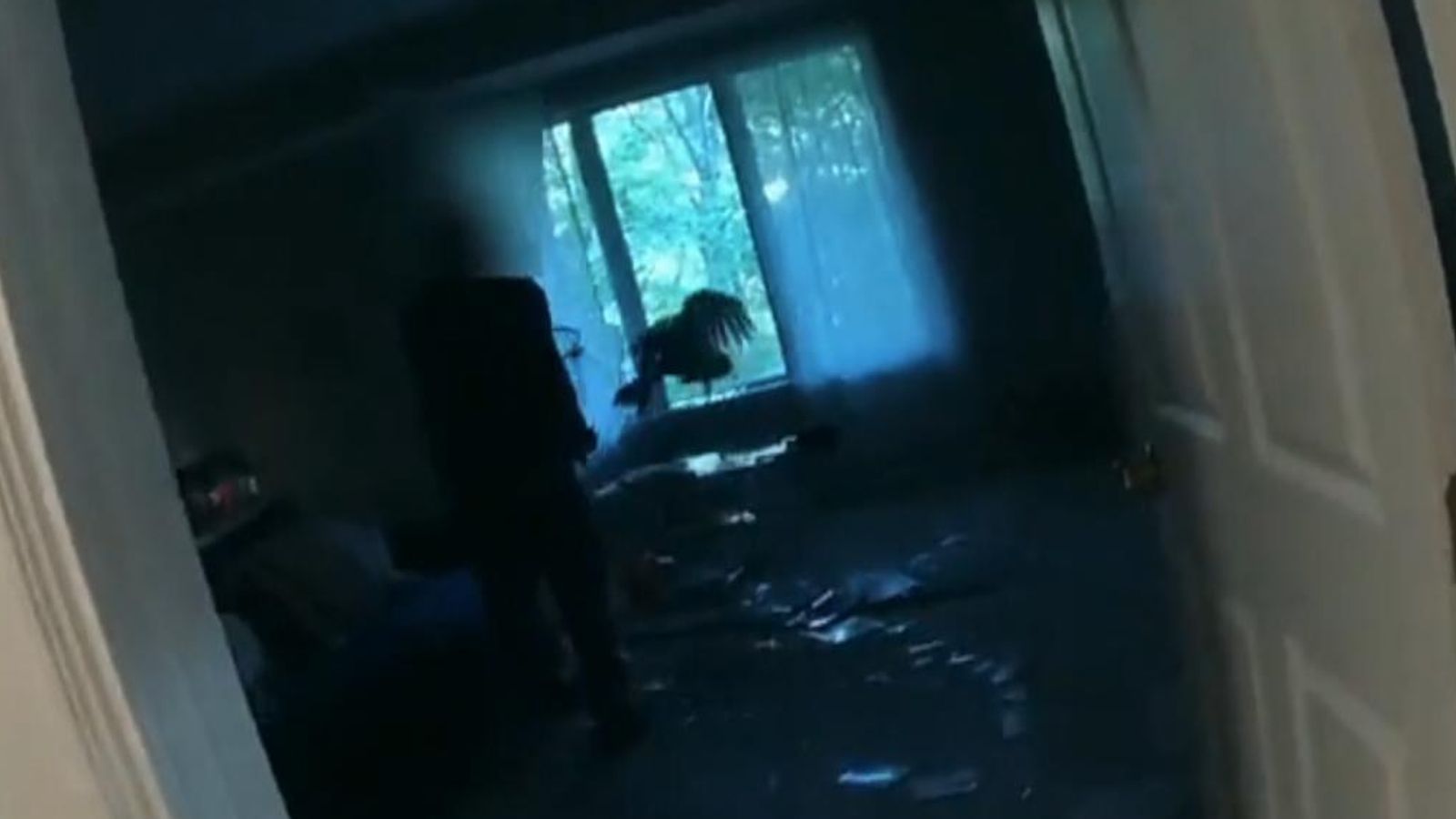 Wild turkey breaks window and trashes living room in Ohio | US News ...