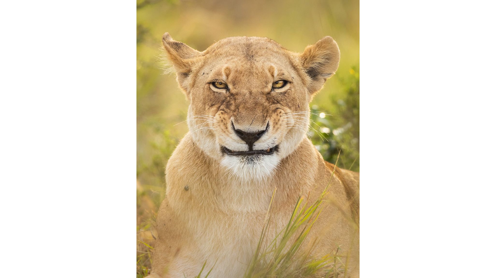 Sassy penguins, thoughtful bears and less-than-impressed lions: The ...