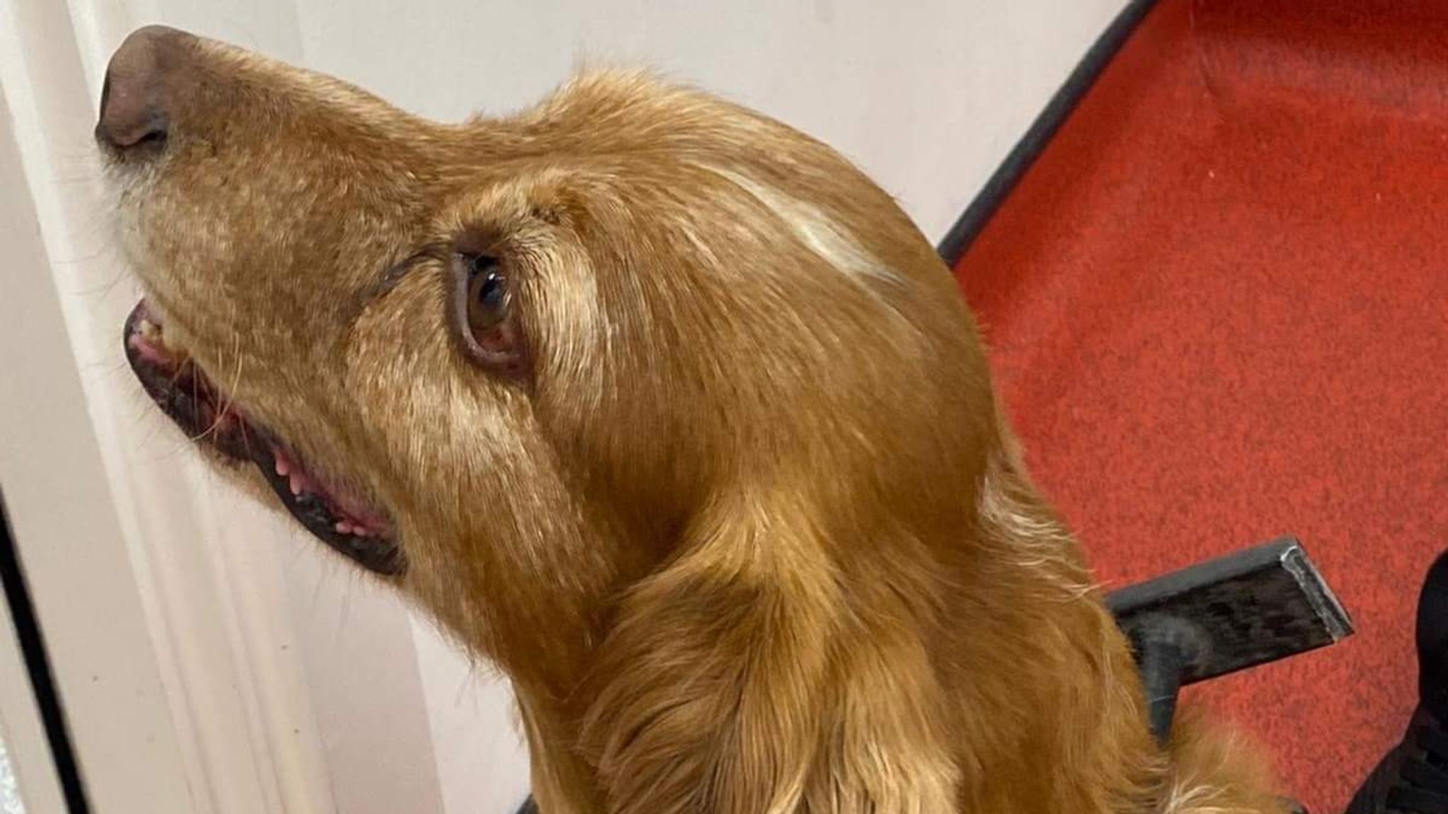 Cocker spaniel rescued by fire crew after getting head trapped in metal ...
