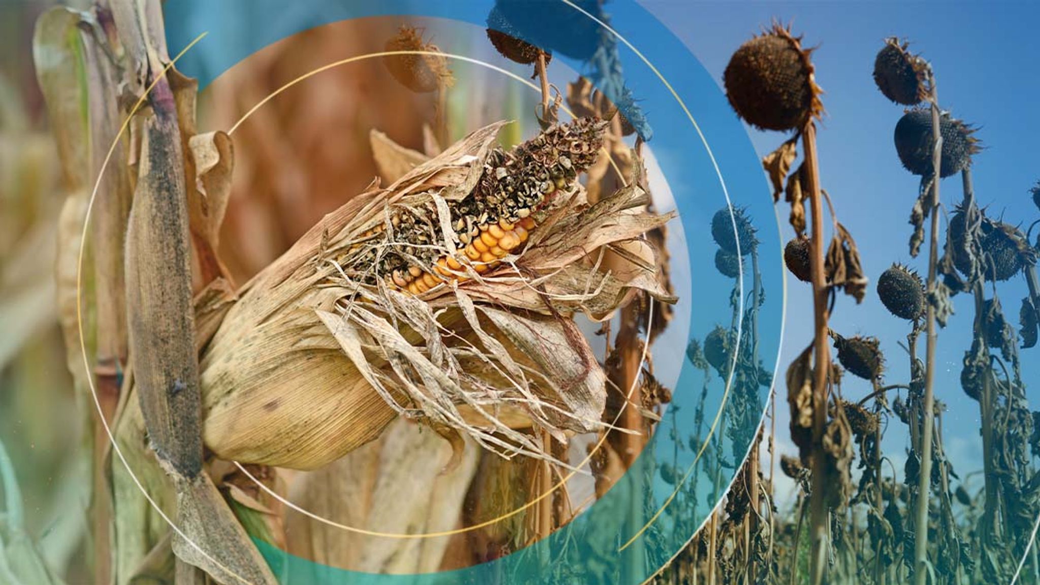 Summer drought made at least 20 times more likely by climate breakdown ...
