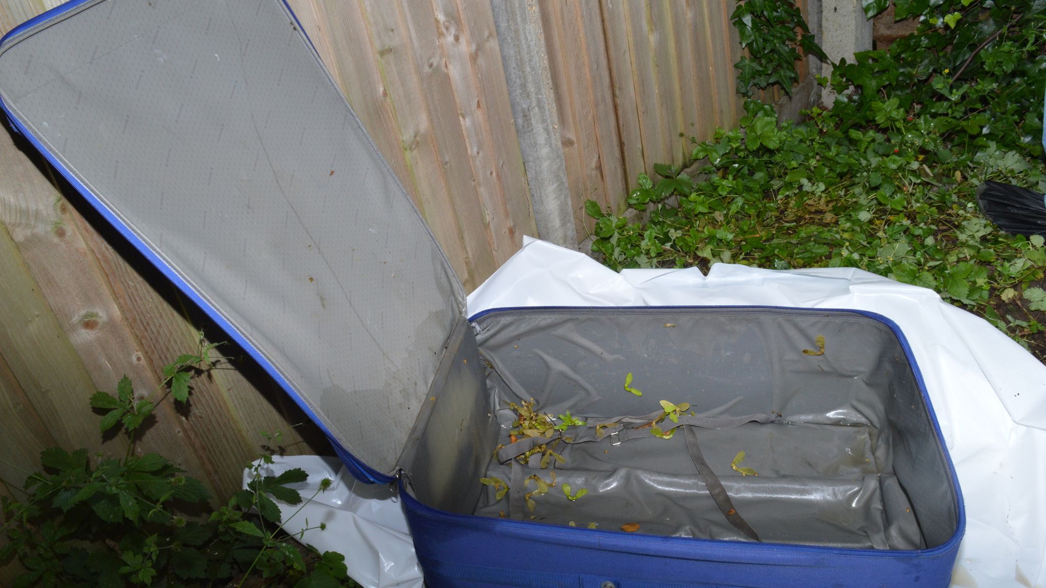 Jemma Mitchell jailed for 34 years for murdering and decapitating ...