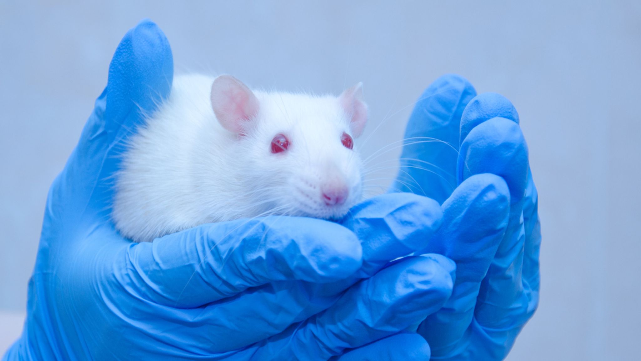 Human brain tissue implanted into rats integrated and grew with host's ...