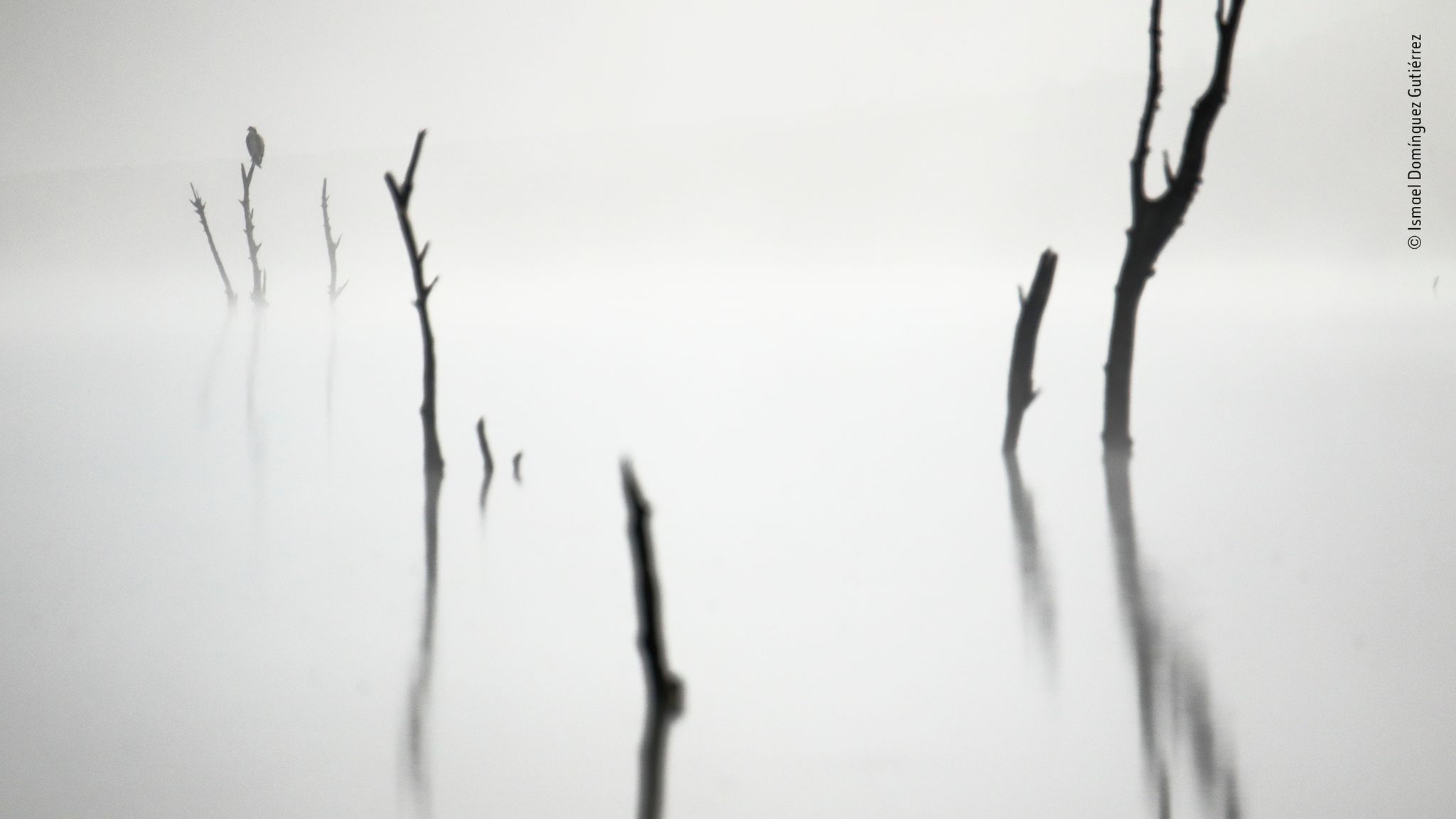 Best animal and nature images of 2022 revealed as Wildlife Photographer ...