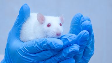 Human brain tissue implanted into rats integrated and grew with host's ...