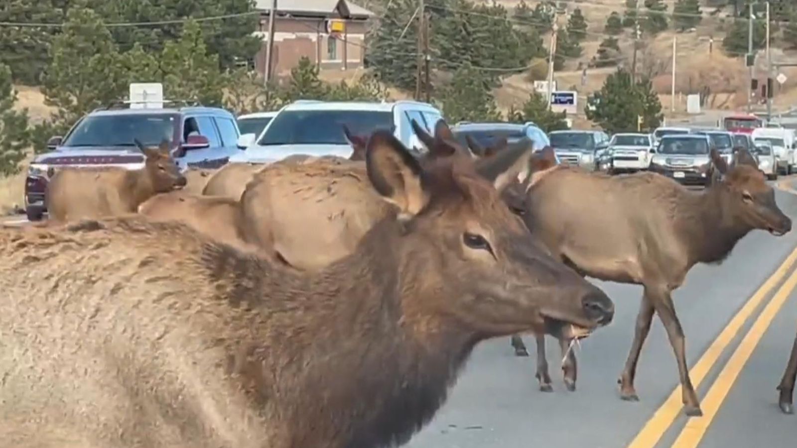 Colorado: Intrepid herd of elk stops traffic in Evergreen | US News ...