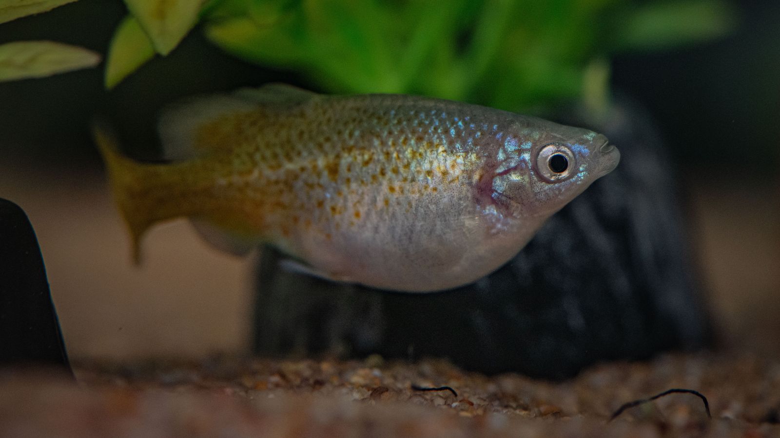 Leonardo DiCaprio praises Chester Zoo for helping bring golden skiffa ...