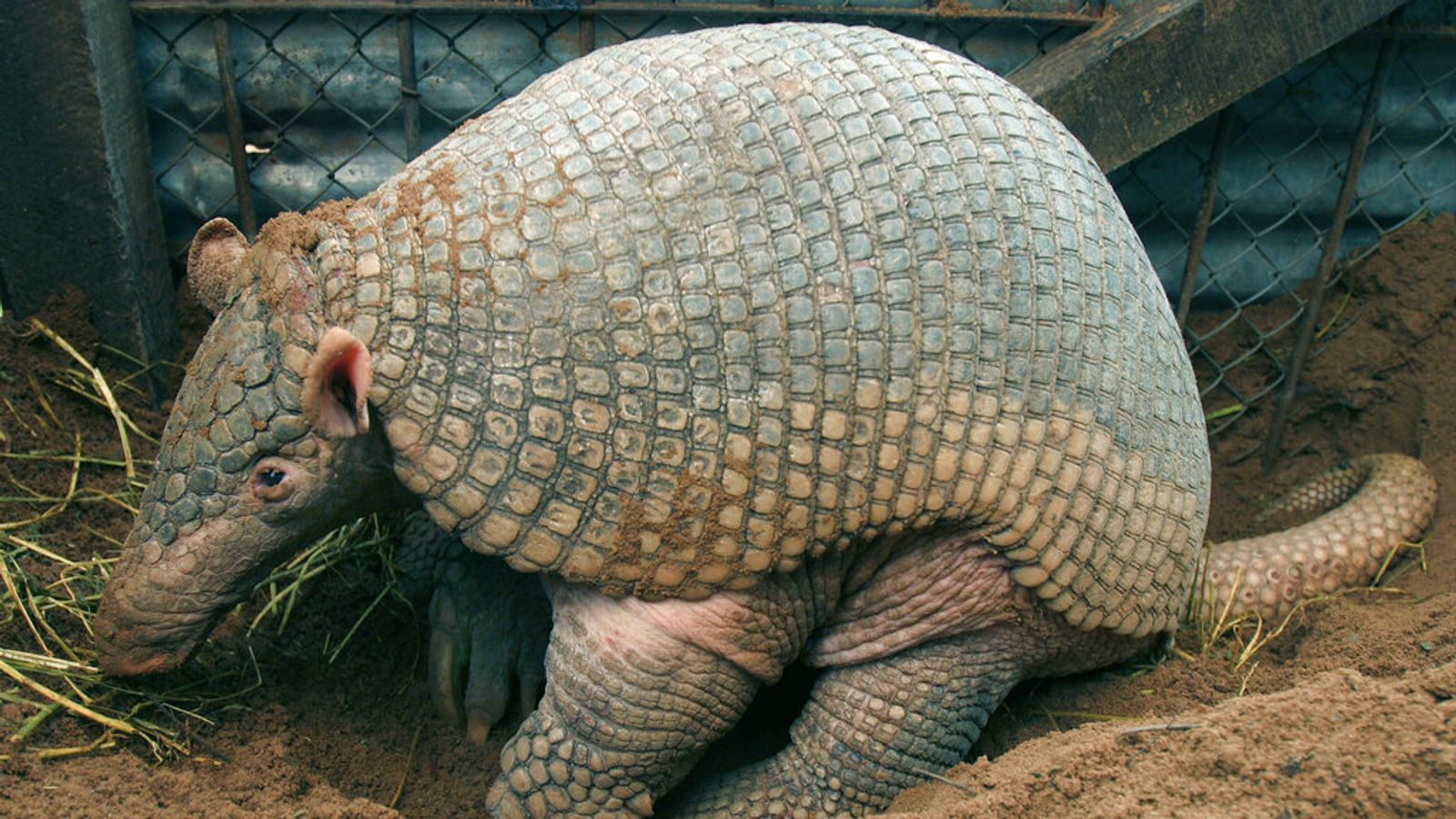 Leprosy bacteria may have ability to regenerate livers and replace need for transplants | UK ...