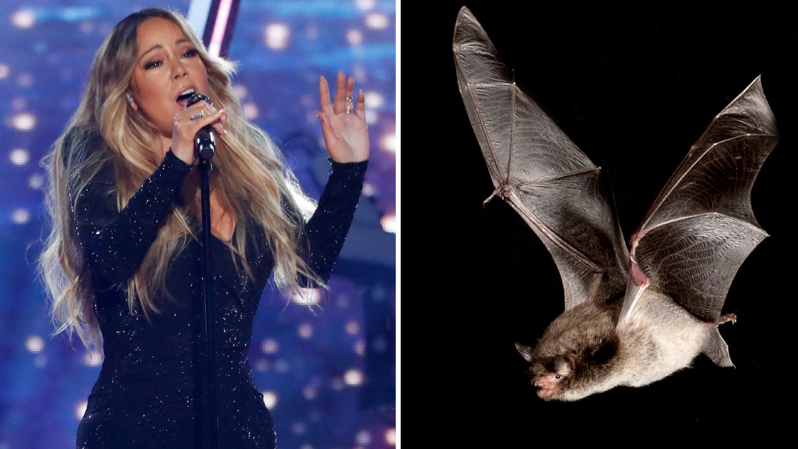 Bats have greater vocal range than Mariah Carey and growl like death ...