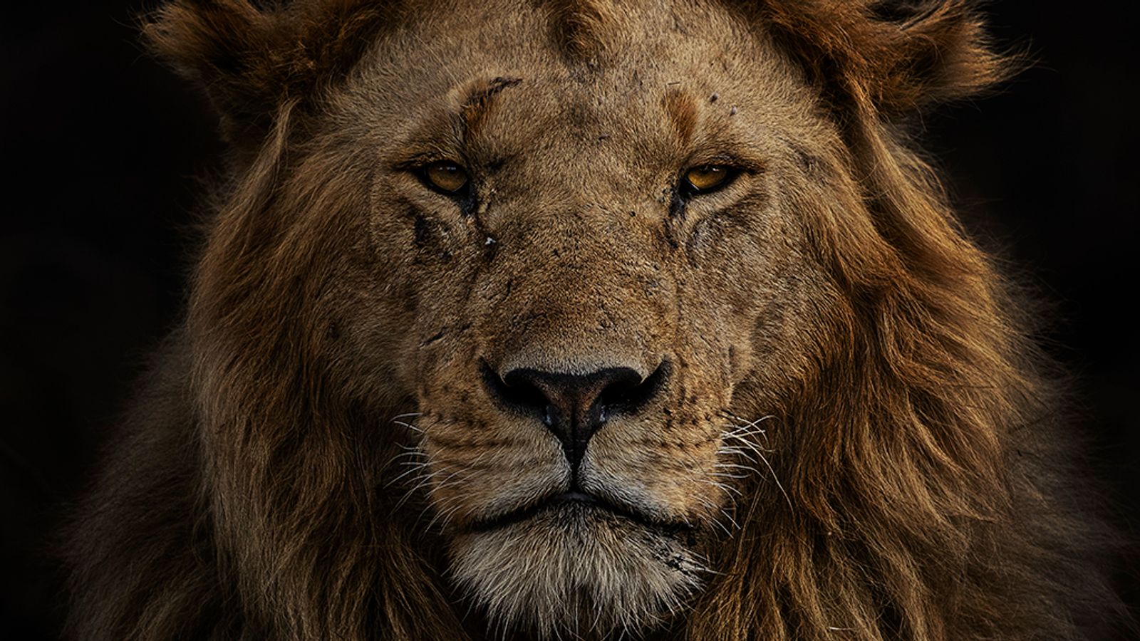 These 25 stunning images are shortlisted for a top wildlife photography ...