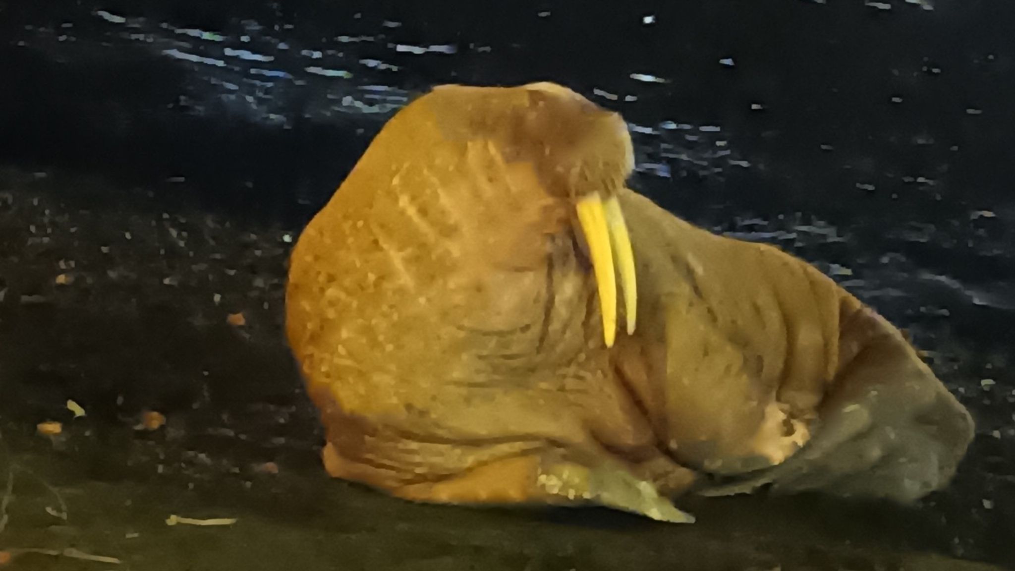 Walrus seen miles from Arctic habitat in Normandy, northern France ...