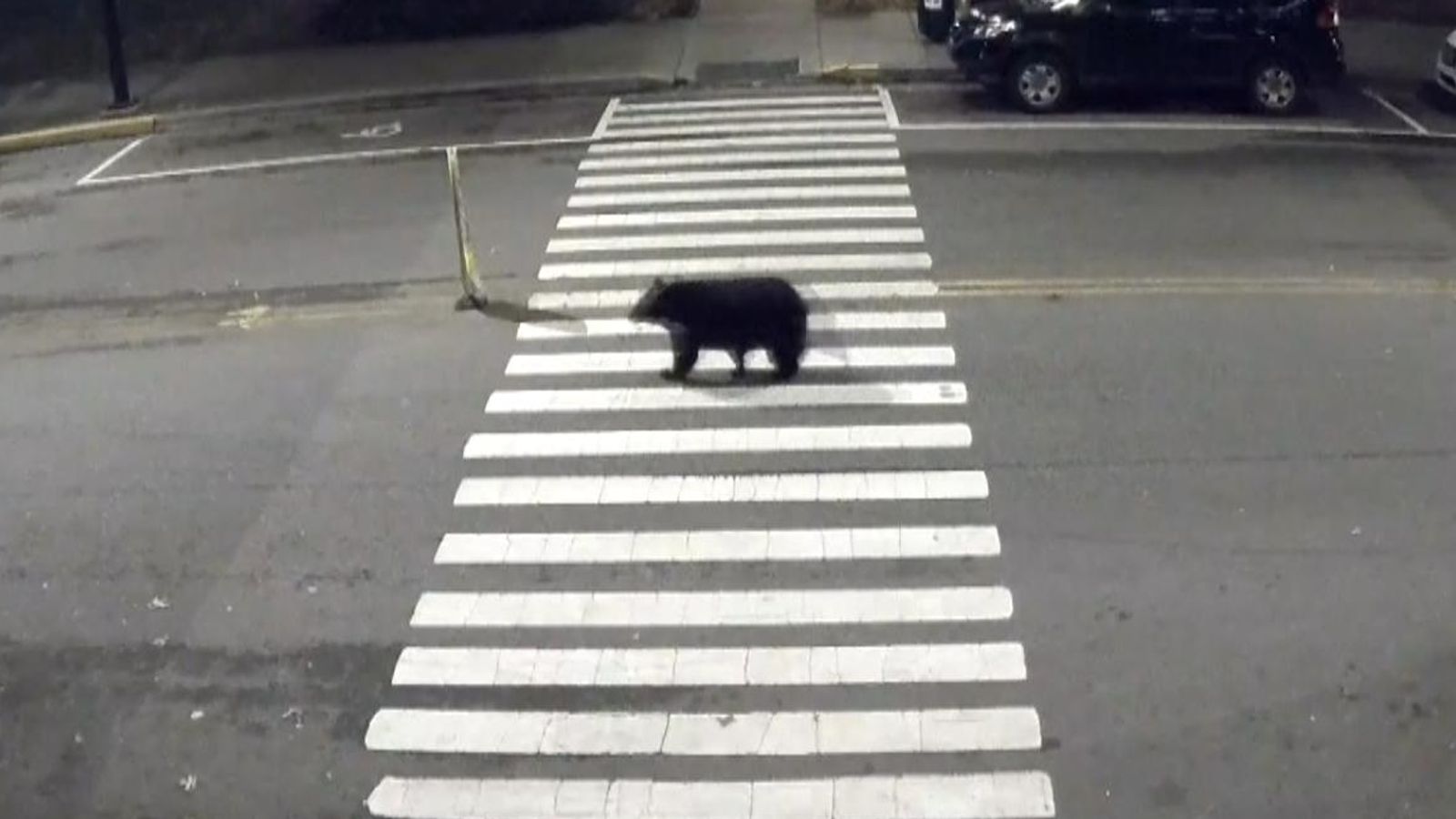 CCTV: Bear seen wandering Tennessee streets in early hours | Offbeat ...