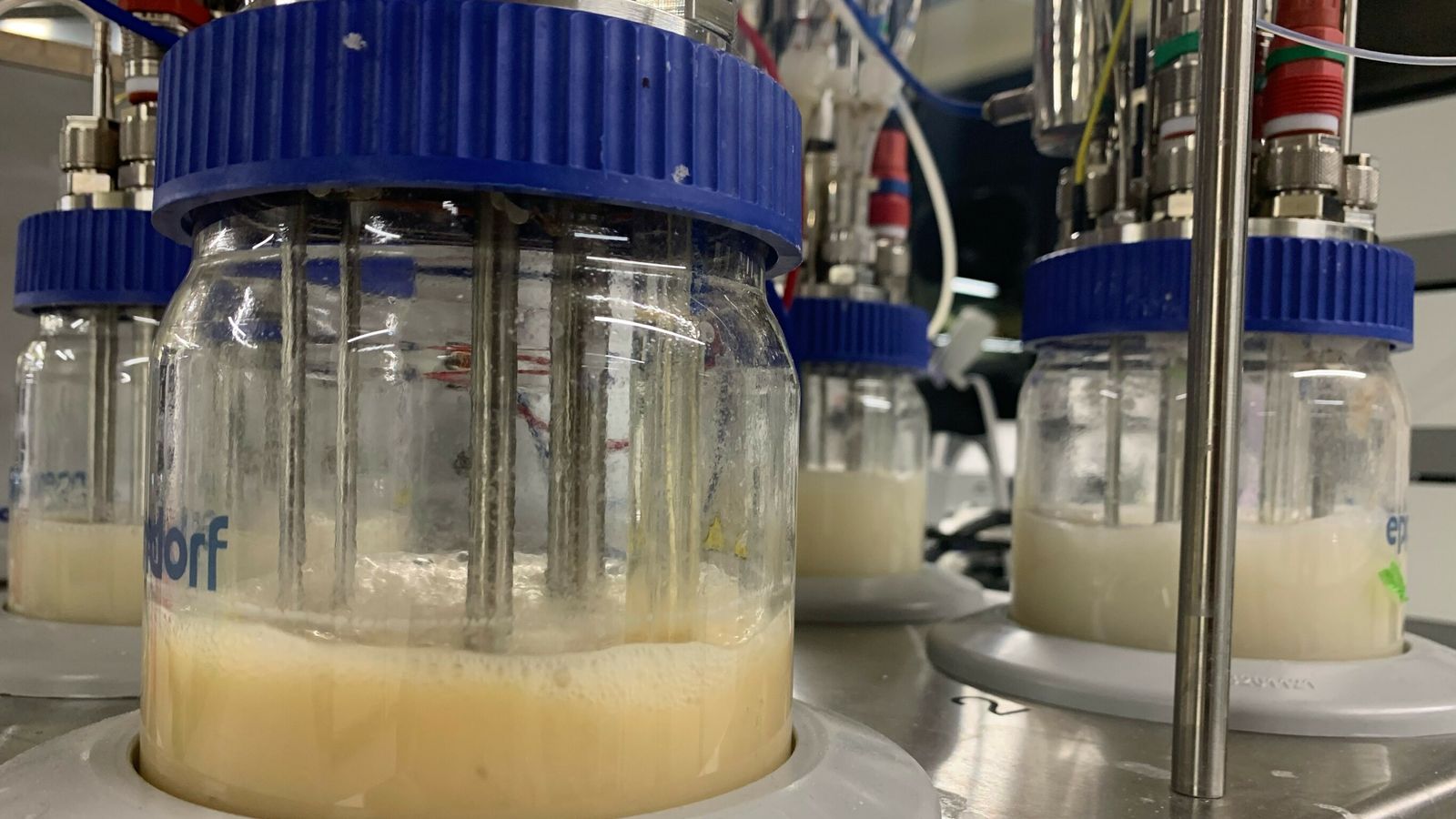 A vegan cheese that tastes like the real thing? Lab project working on ...