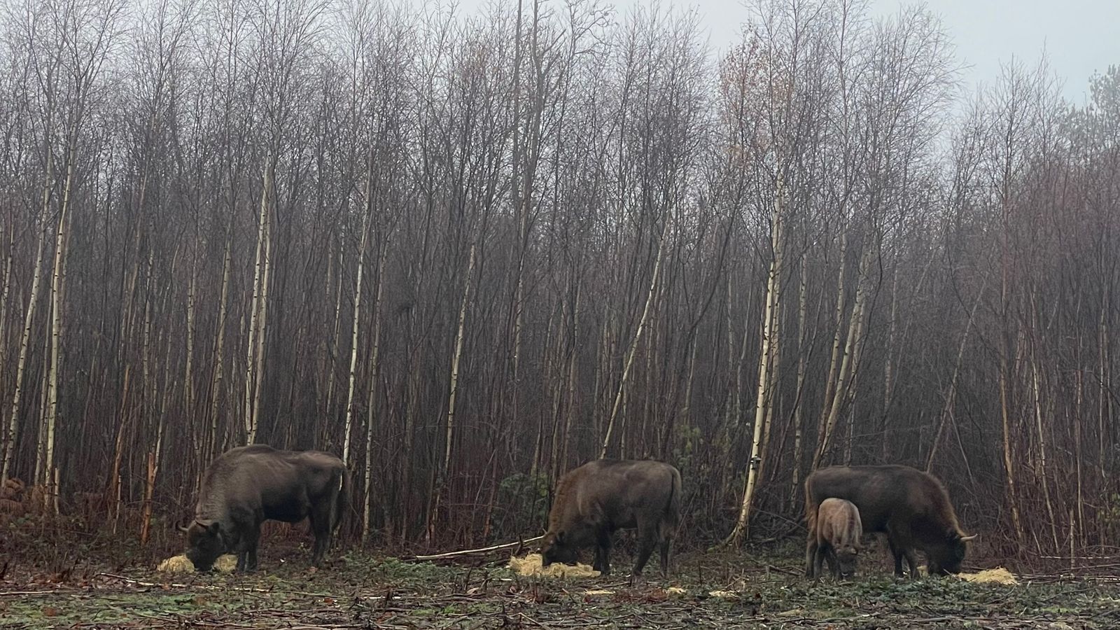 Bison rewilding in Kent gets boost as bull joins female herd, 12,000 ...