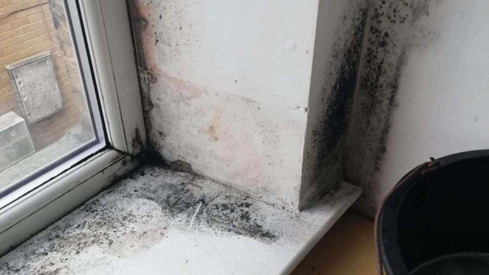 The Last Of Us: The science behind the real 'zombie' fungus - and is it ...