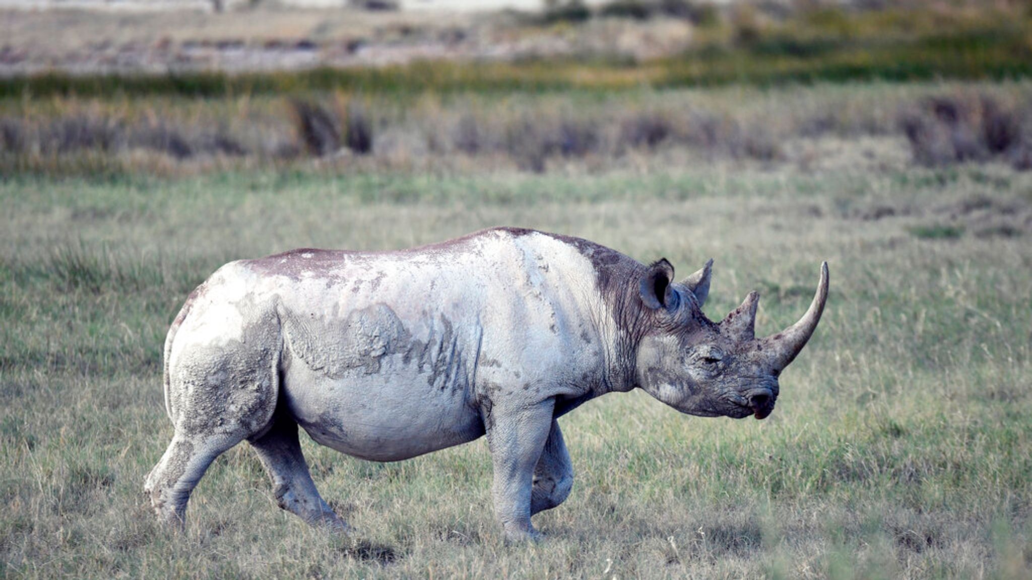 A mass extinction looms – and we have a 'once-in-a-decade chance' to ...